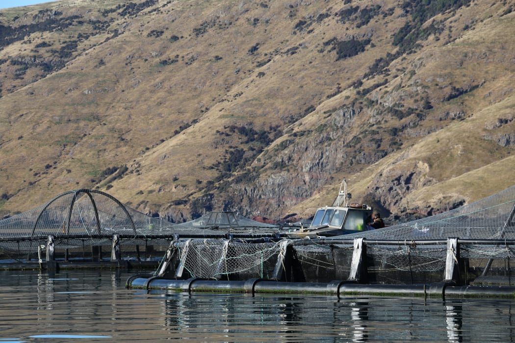 Salmon farmer balances farm growth with ecological sustainability | RNZ