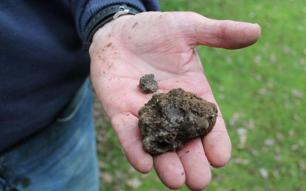Truffle hunt in full swing with expectations of supply outstripping ...