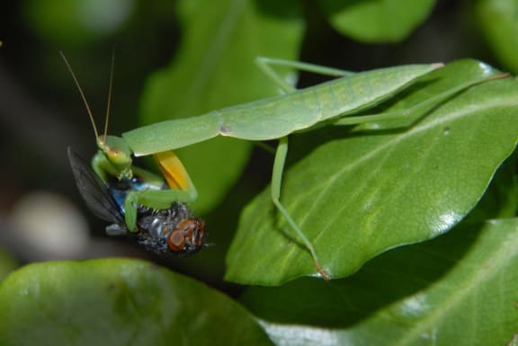 Praying Mantis - critter of the week | A Gallery from Afternoons | RNZ ...