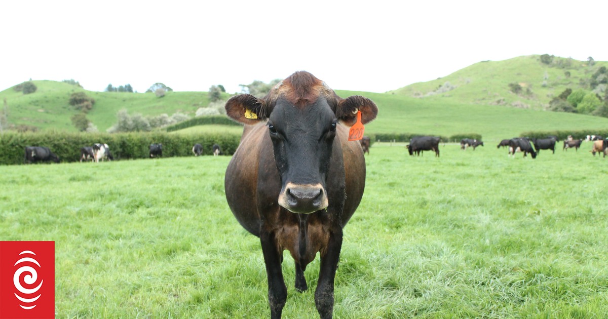 Farm-level levy selected for agriculture's alternative to ETS | RNZ