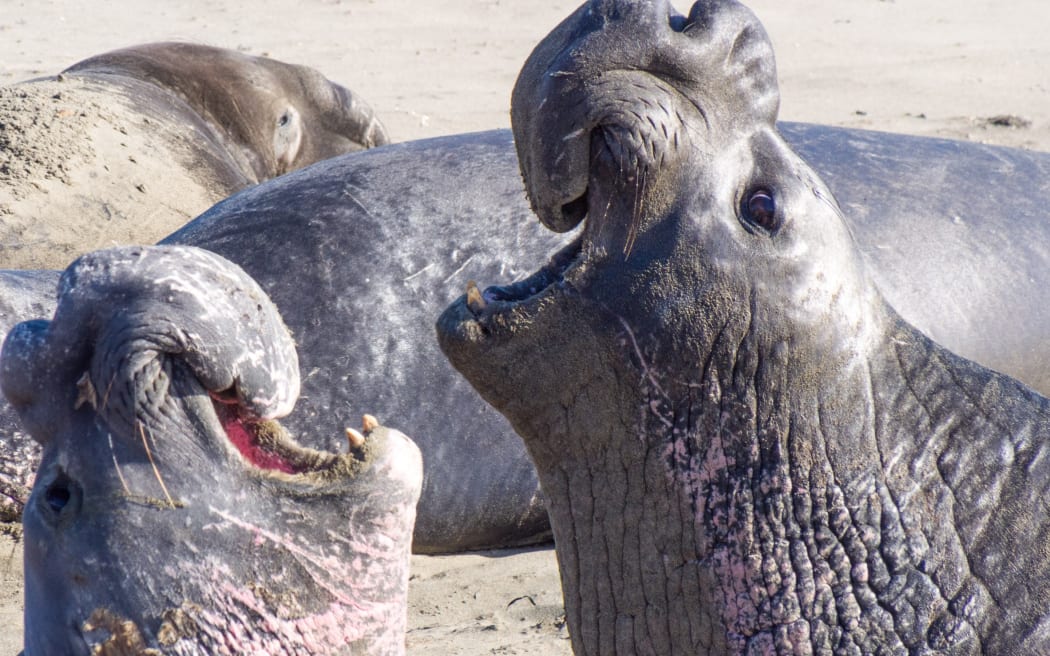 Sleeping elephant seals fall through ocean's depths, and some even nap on the sea floor | RNZ News