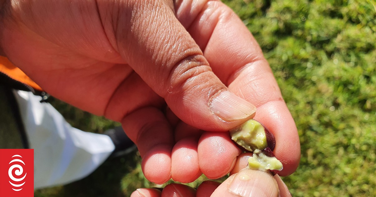 New Zealand olive oil producers also feeling the climate pinch | RNZ