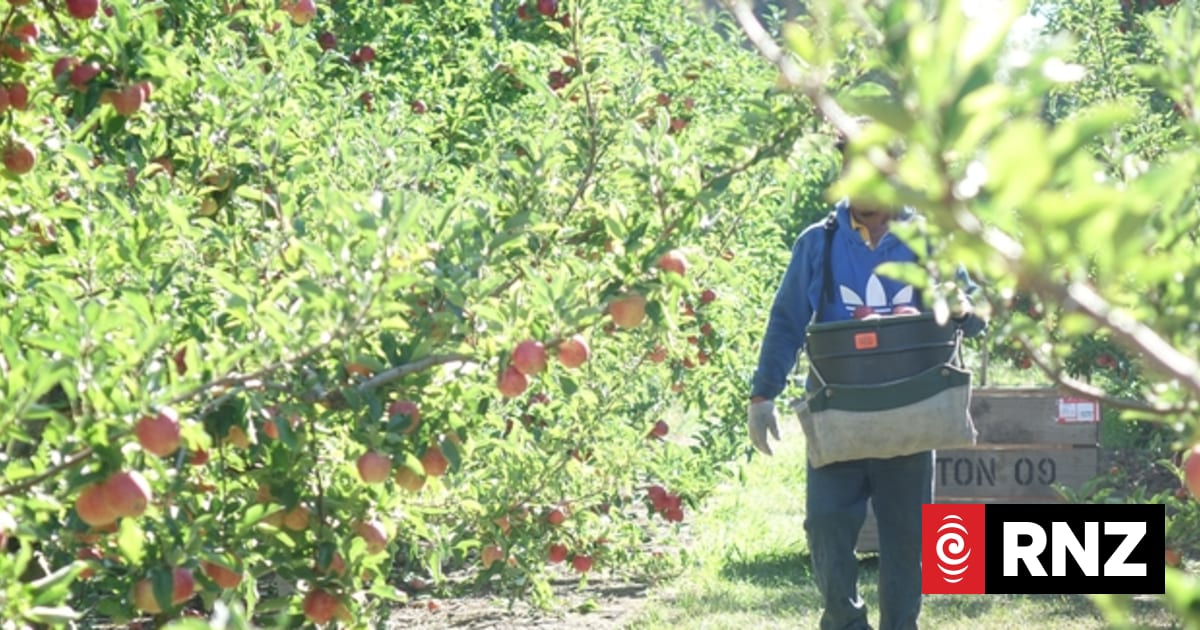 Body of Samoan seasonal worker to be flown home | RNZ