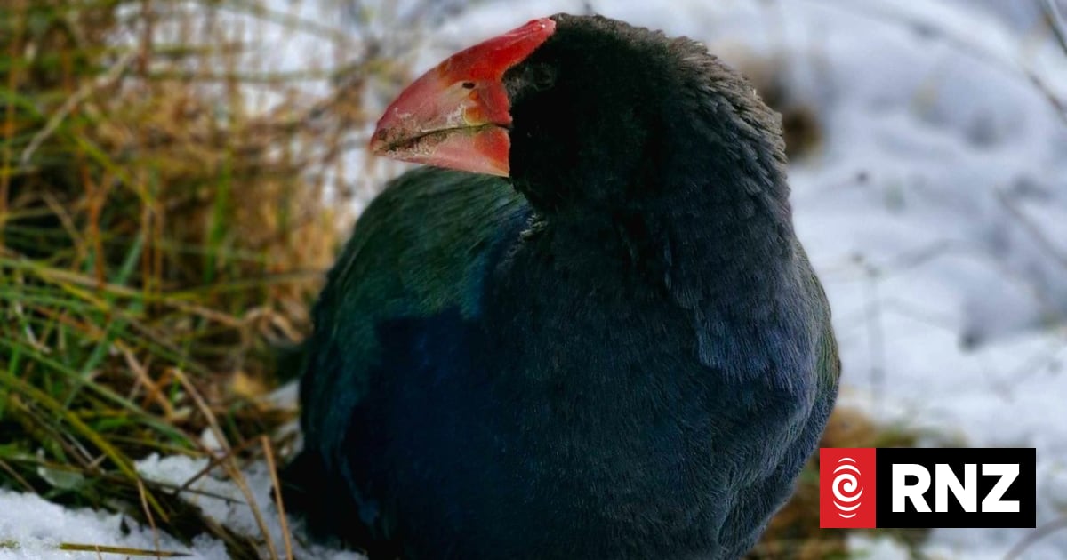Takahē return to part of Golden Bay after predator-proof fence ...