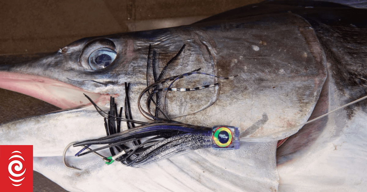Recreational fishers oppose removal of protections for marlin - MyNZ