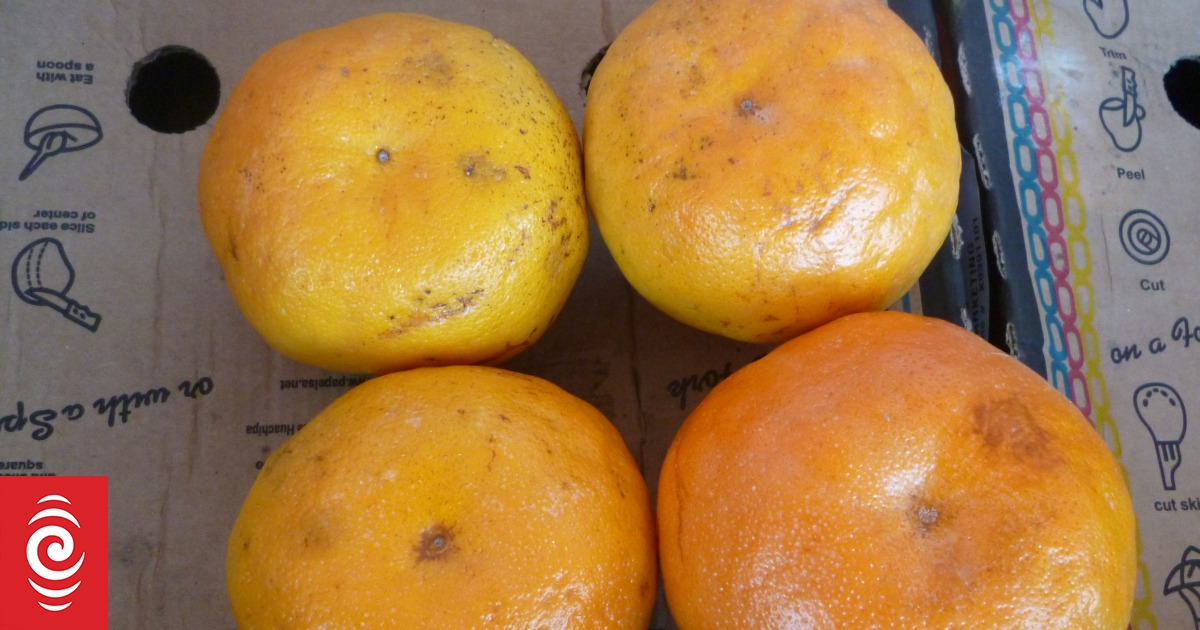 Tonga look to revive local fruit production | RNZ News