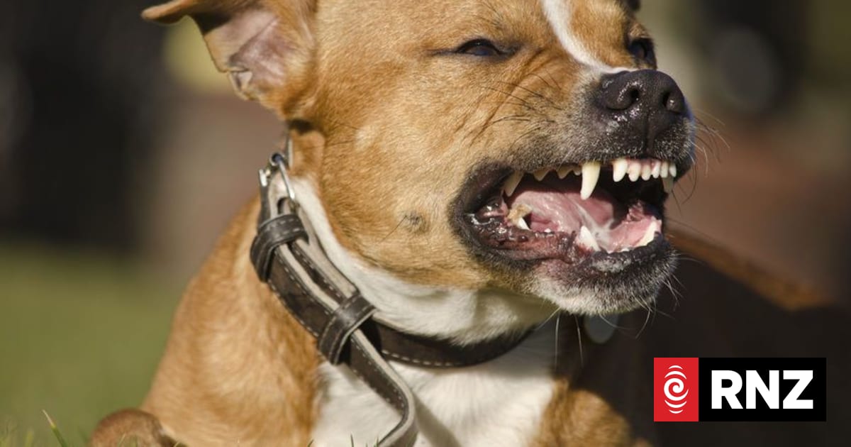 Dog attack puts toddler in hospital | RNZ