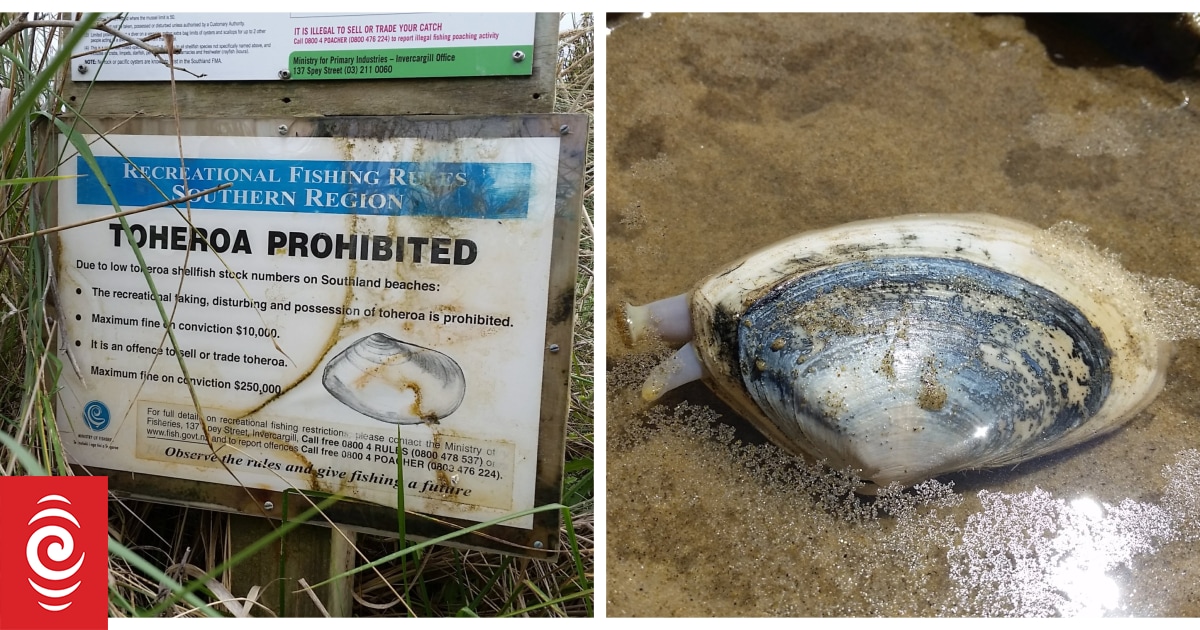 Depleted toheroa beds struggling to recover | RNZ