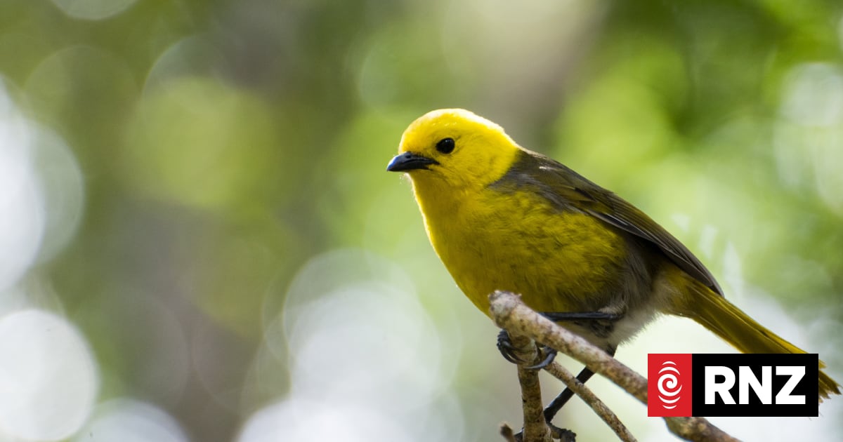 Predator control sees native bird life double on West Coast | RNZ