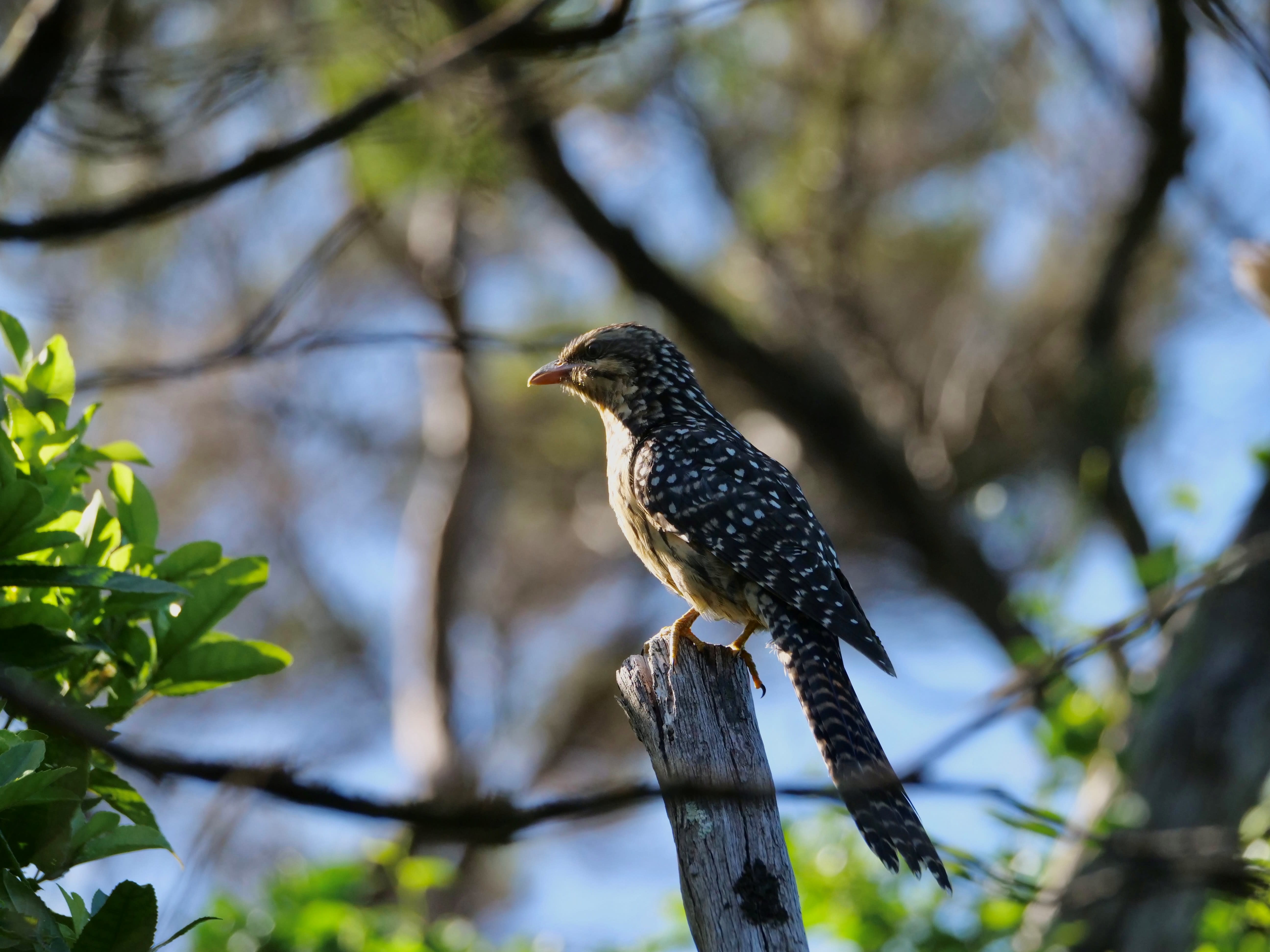 COTW: the koekoeā or long-tailed cuckoo | A Gallery from Afternoons ...