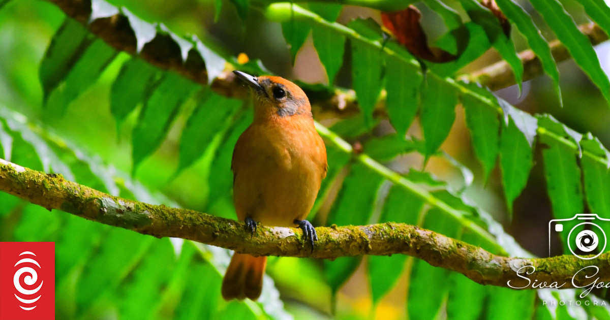 Climate change a growing factor in dismal fate of many bird species ...