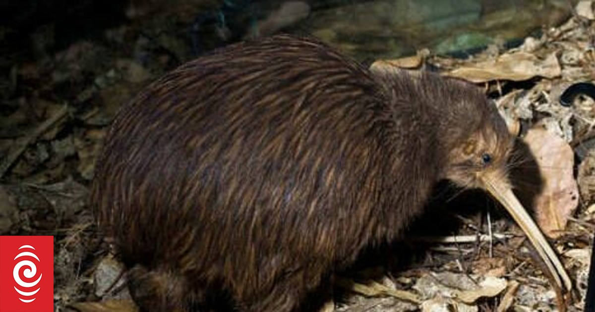 Two kiwi species from 'endangered' to 'vulnerable' | RNZ News