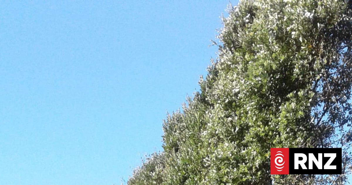 Pōhutukawa hedge destroyed as myrtle rust spreads | RNZ