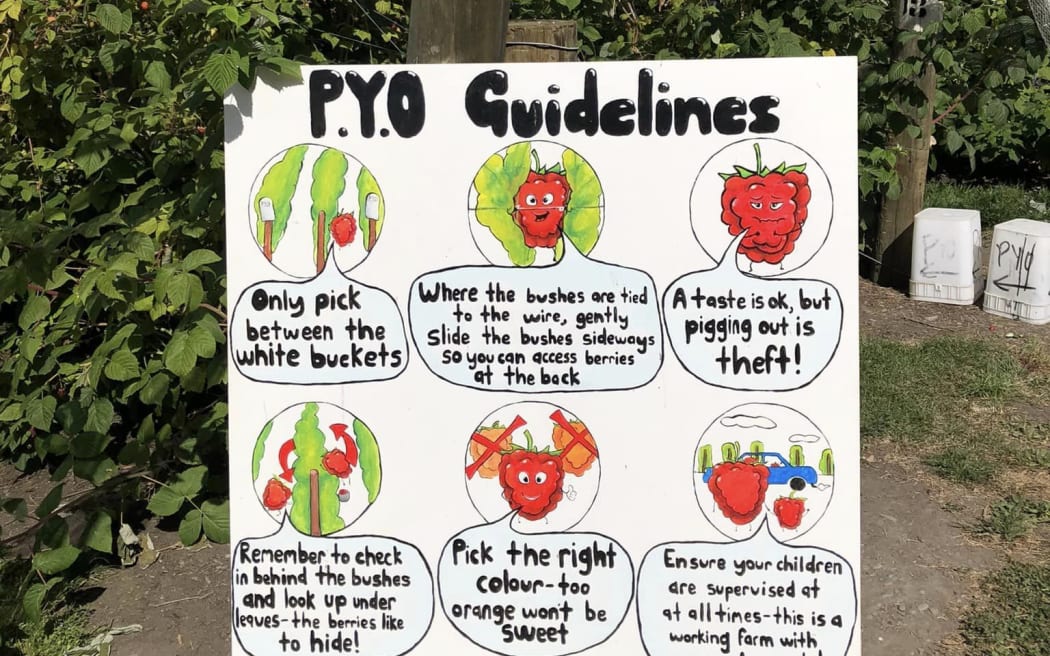 新西兰各大果园开放自己采摘，终于实现水果自由了 | RNZ News