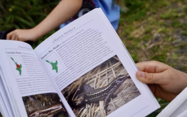 Rare native skink colony discovered by nine-year-old | RNZ