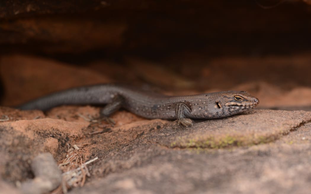 Australia's rarest reptile, the kungaka skink, found in far west NSW ...
