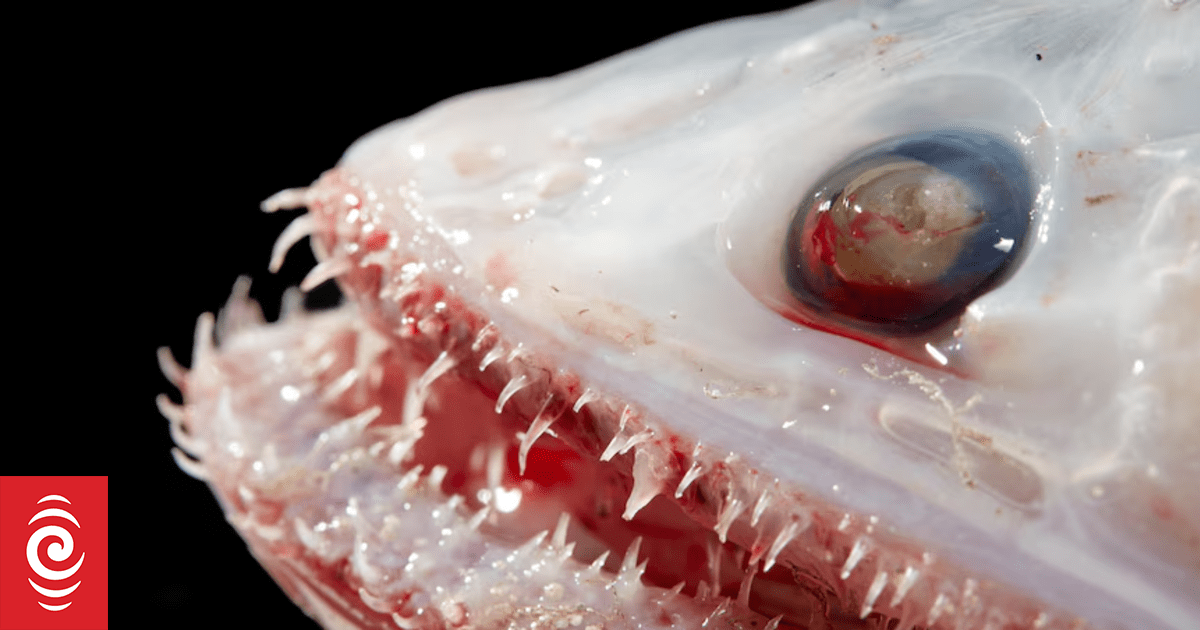 Shining a light on the Southern Ocean's deep, dark underworld | RNZ News