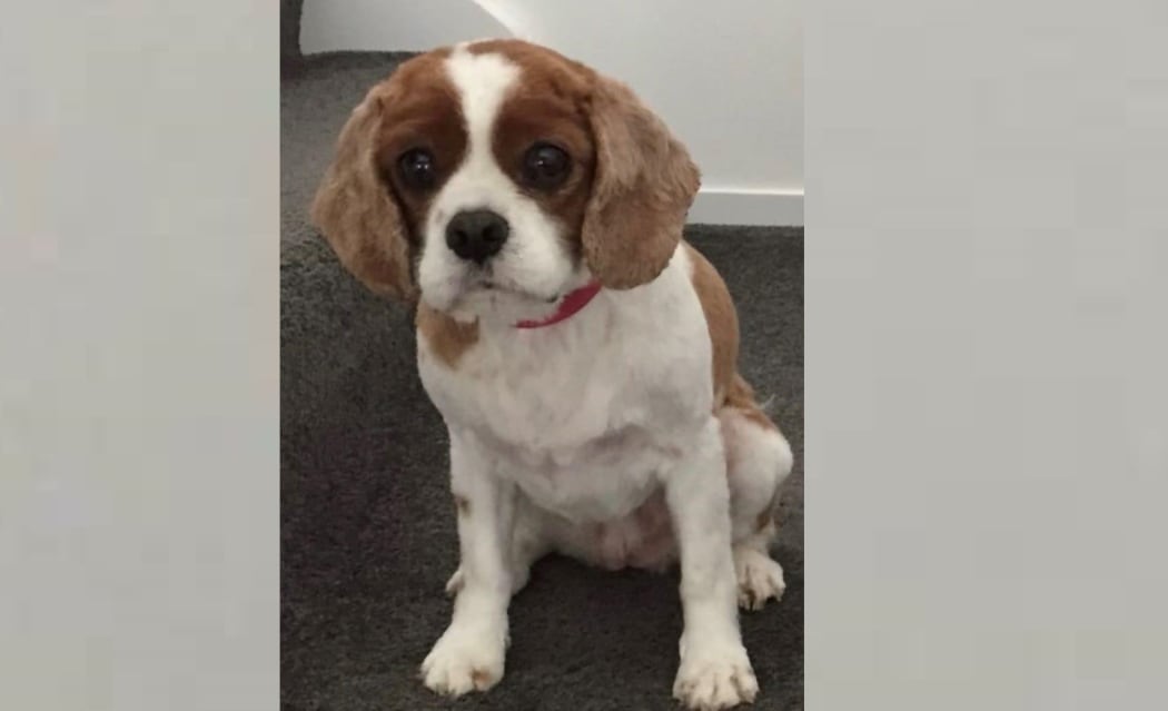 Police look to identify dog owner after fatal attack | RNZ News