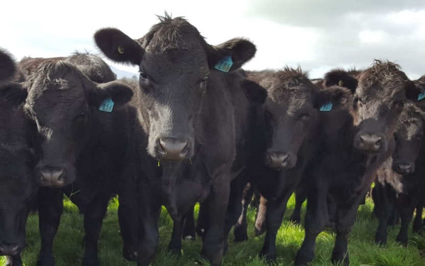 Sustainable beef farming in Queensland and New Zealand | RNZ
