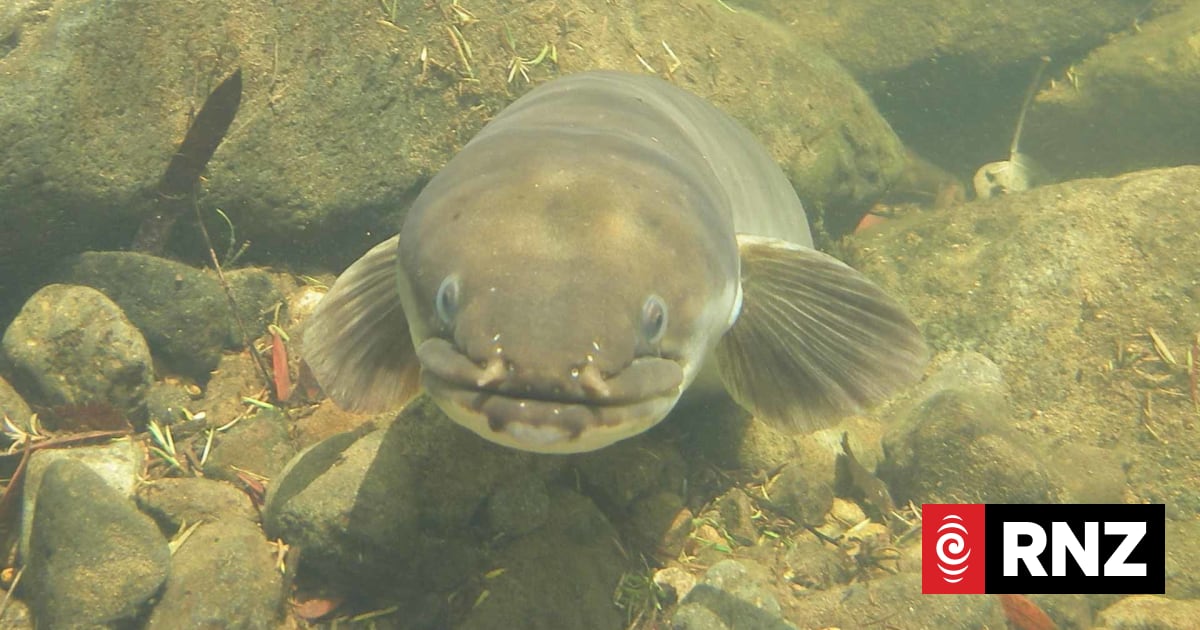 Eaten contaminated eel? Taranaki health authorities want to know | RNZ