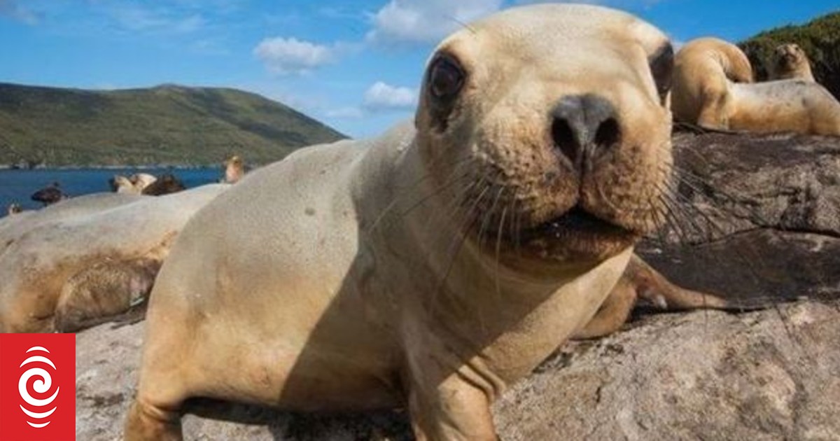 Arctic seals face extinction and birds in decline globally, according ...