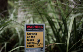 Three Waitakere Ranges tracks set to re-open after four years | RNZ News