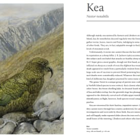 The Birds of Ray Ching | RNZ