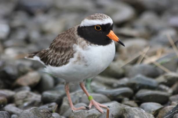 More than 20 Shore Plover chicks hatch at wildlife centre | RNZ