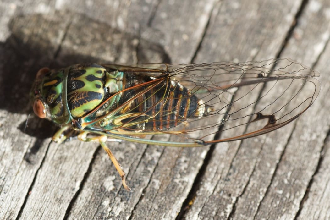 Critter of the Week NZ Cicadas: Kihikihi and Tatarakihi | RNZ