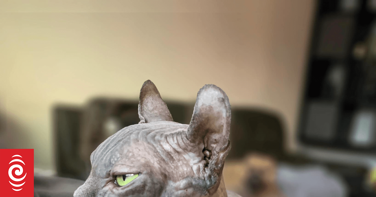 The 'XL Bully cat' is the latest internet-famous cat to stoke selective ...