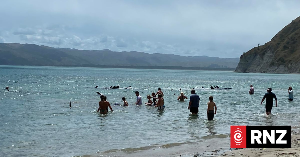 Scientists to study pod of 45 euthanised dolphins in Hawke's Bay | RNZ