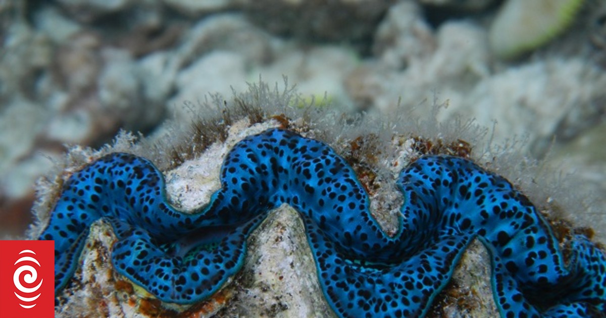 Cook Islands chief angry at planned clam harvest | RNZ News