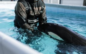 Marine biologist spots orca she rescued a decade ago | RNZ News