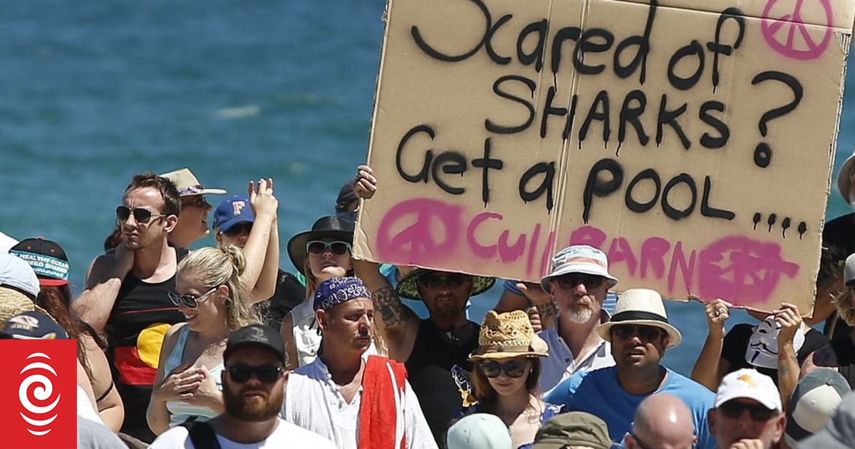 Thousands at anti-shark cull rallies | RNZ News