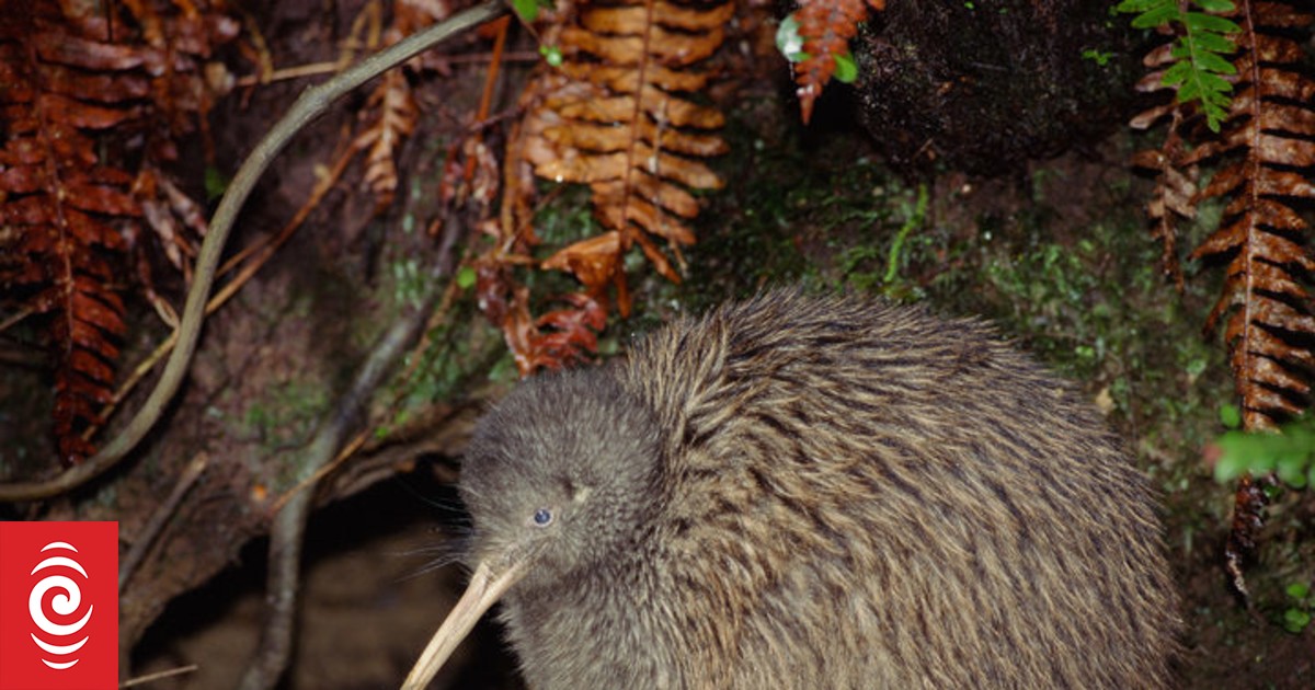 Expert feature: Lou Sanson, the Director General of DoC. | RNZ