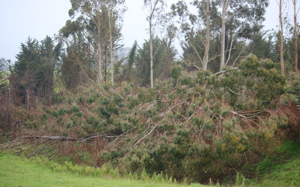 150,000 tonnes of fallen trees, $1m council costs: Clutha cleanup ...