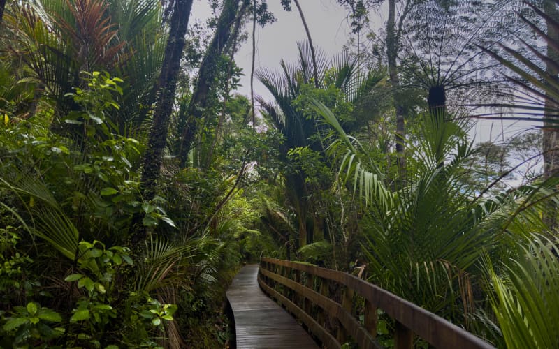 Auckland's Zig Zag track reopens after closure due to storm-damage in ...