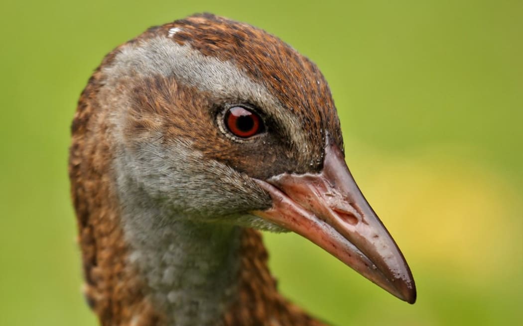 Side-stepping weka confounds experts | RNZ