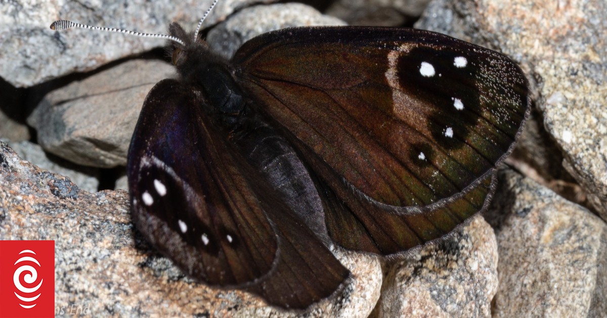Critter of the Week: pepe pouri butterfly | RNZ