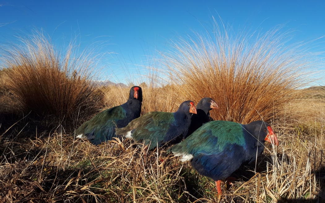 Bringing Takahē back from the brink | RNZ