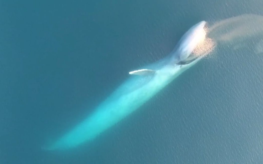 Rare blue whale footage filmed off NZ coast | RNZ News