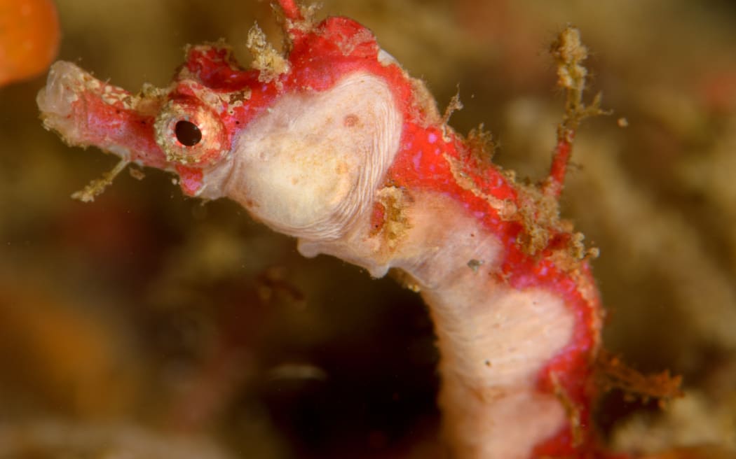 Critter of the Week: The Manaia Pygmy pipehorse | RNZ