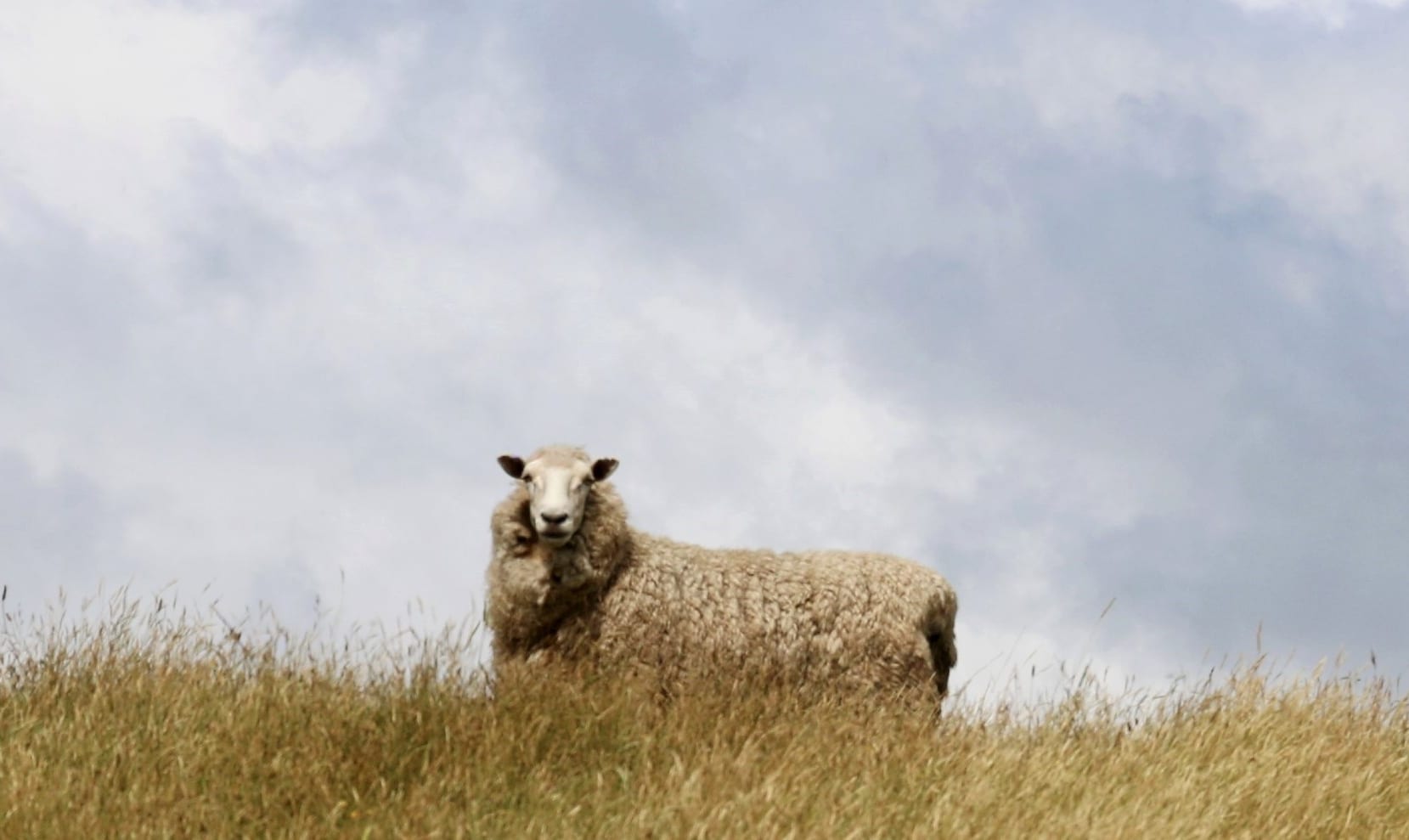 On the Farm - a wrap of farming conditions around NZ | RNZ