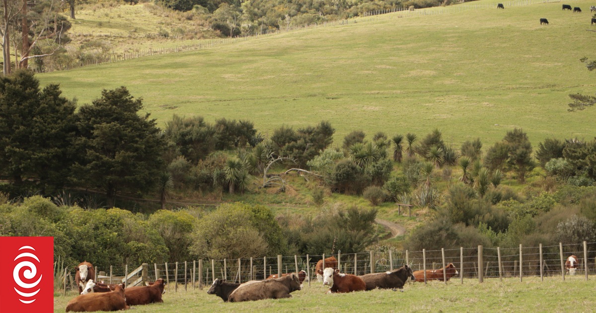 Call for safety first on farms following electrocution of cows | RNZ News