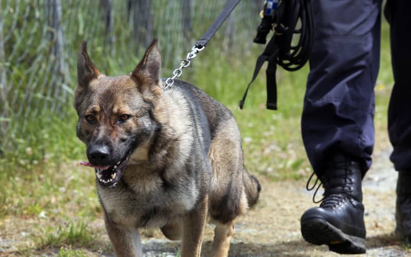Use of police dog to find hiding woman 'out of proportion' - IPCA | RNZ
