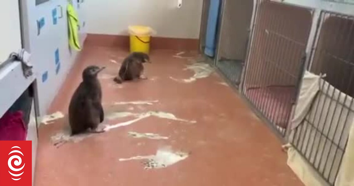 Hoiho chicks run amok at Dunedin Wildlife Hospital | RNZ