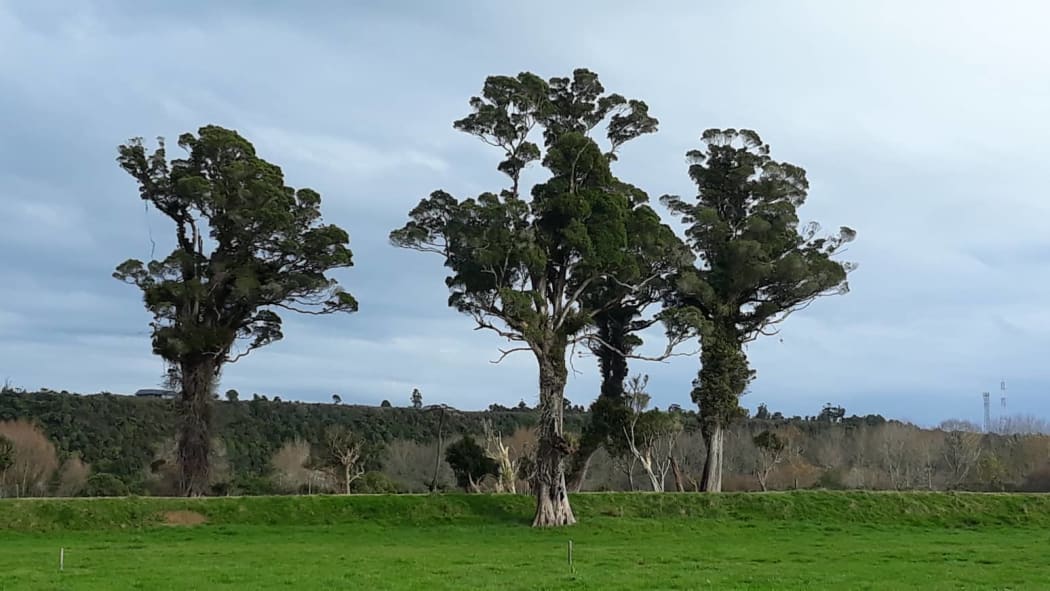 Rātā trees thought to be 300-years-old bowled for new stop bank | RNZ News