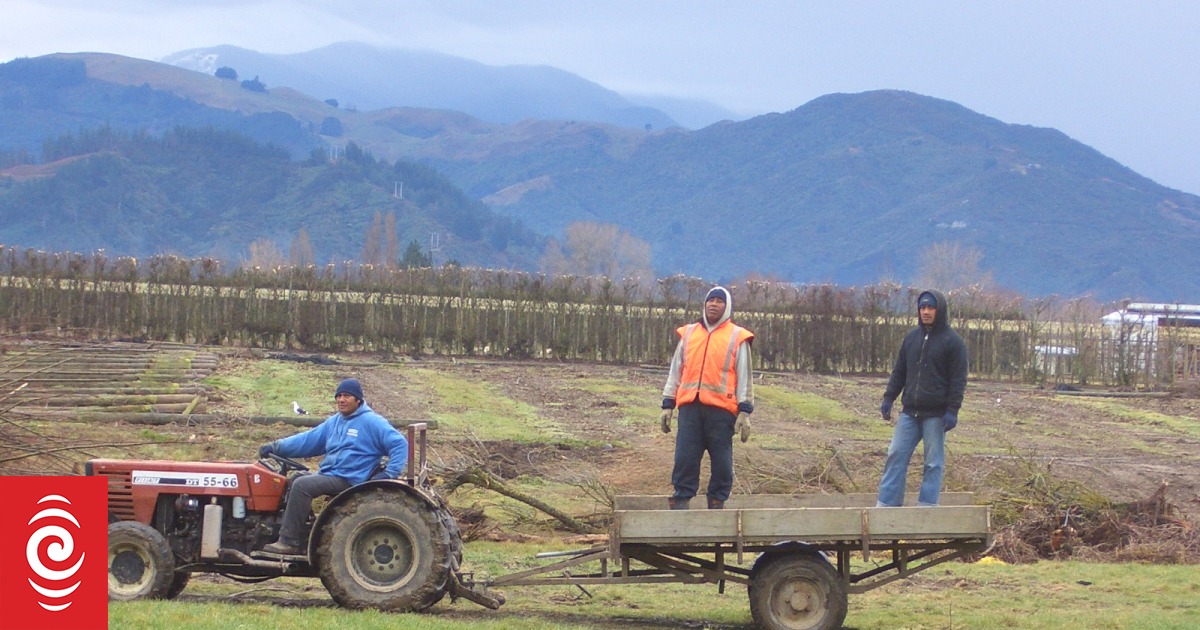 Relief for Tongan RSE workers | RNZ News Relief for Tongan RSE workers | RNZ News