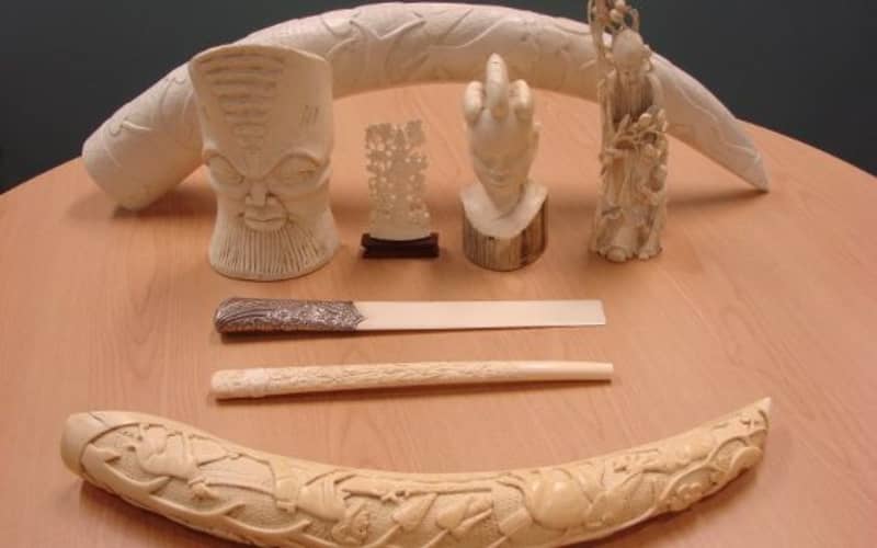 Call for complete ban on ivory trade in New Zealand | RNZ