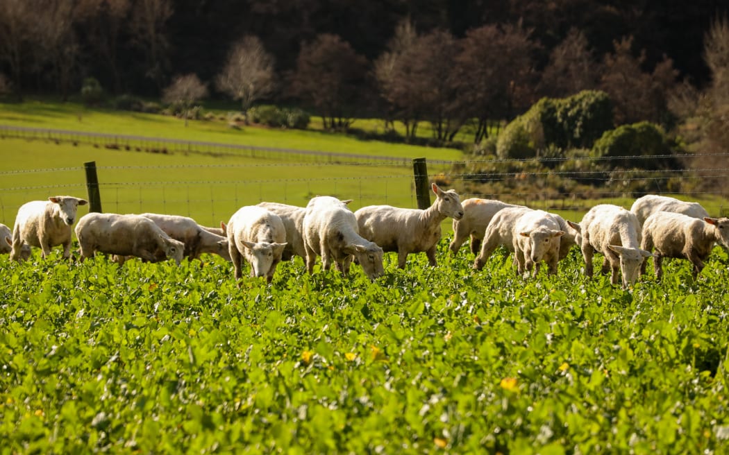 Farmer confidence remains low but sentiment improving - survey | RNZ News
